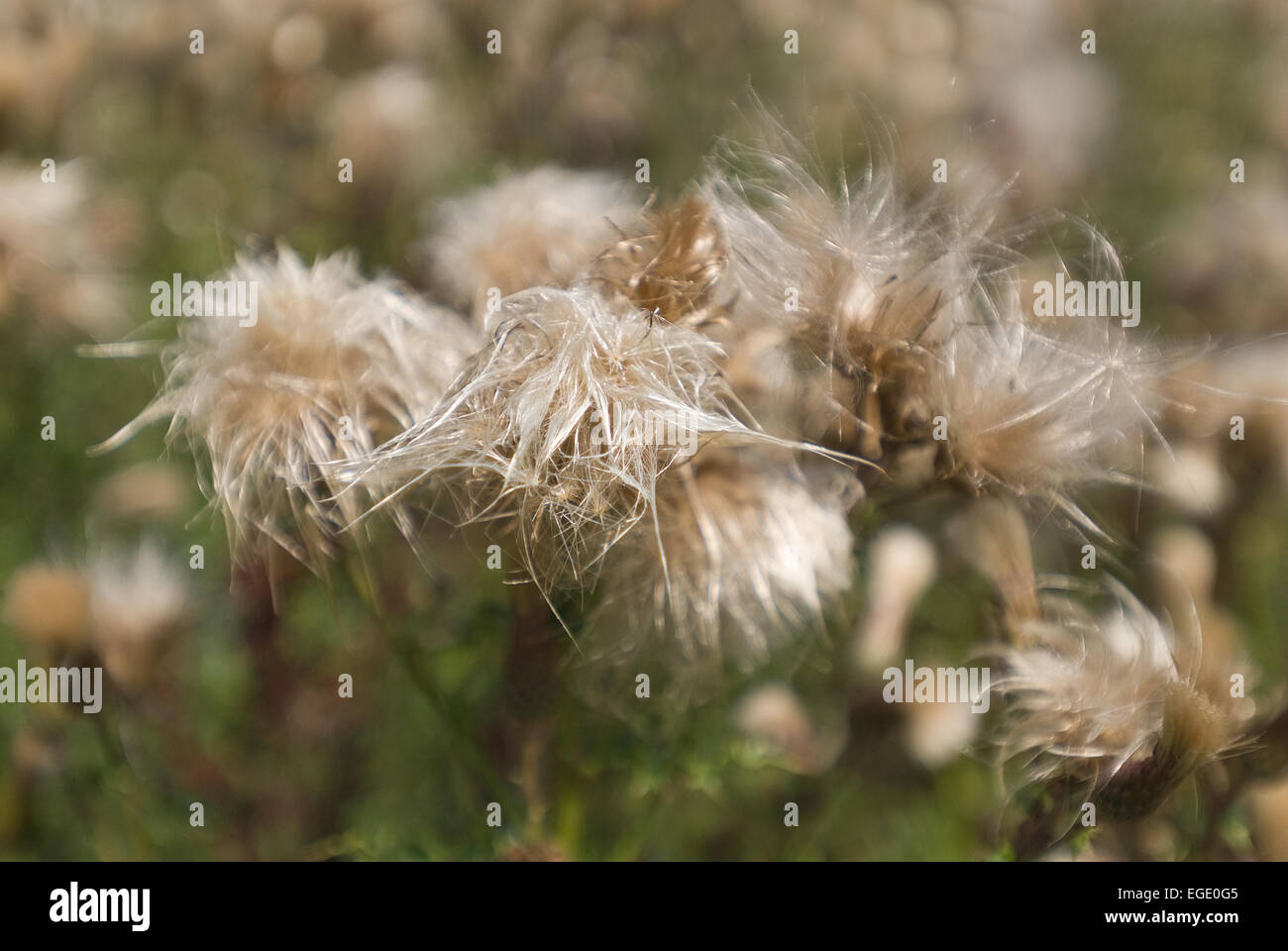 Thistle in wind hi-res stock photography and images - Alamy