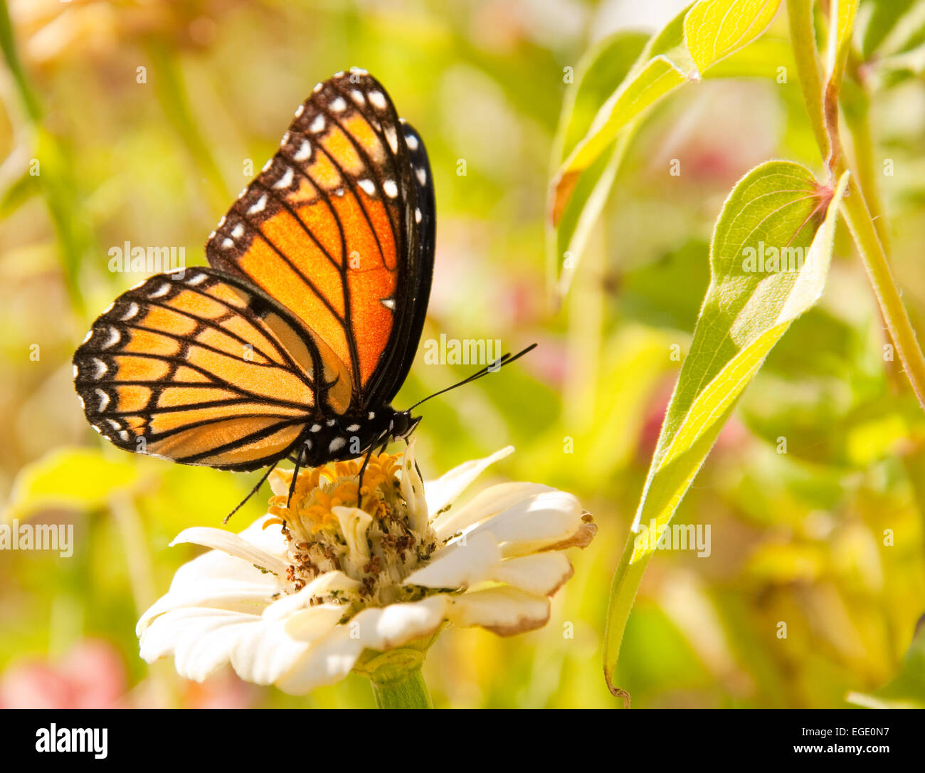 Viceroy butterfly feeding on a white Zinnia against bright green ...