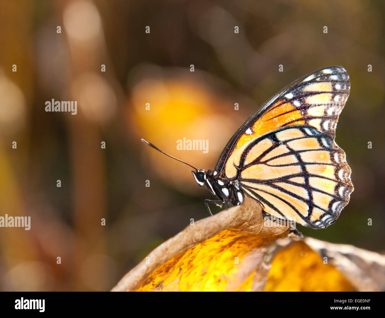 Beautiful Viceroy butterfly resting on a yellow fall leaf Stock Photo ...