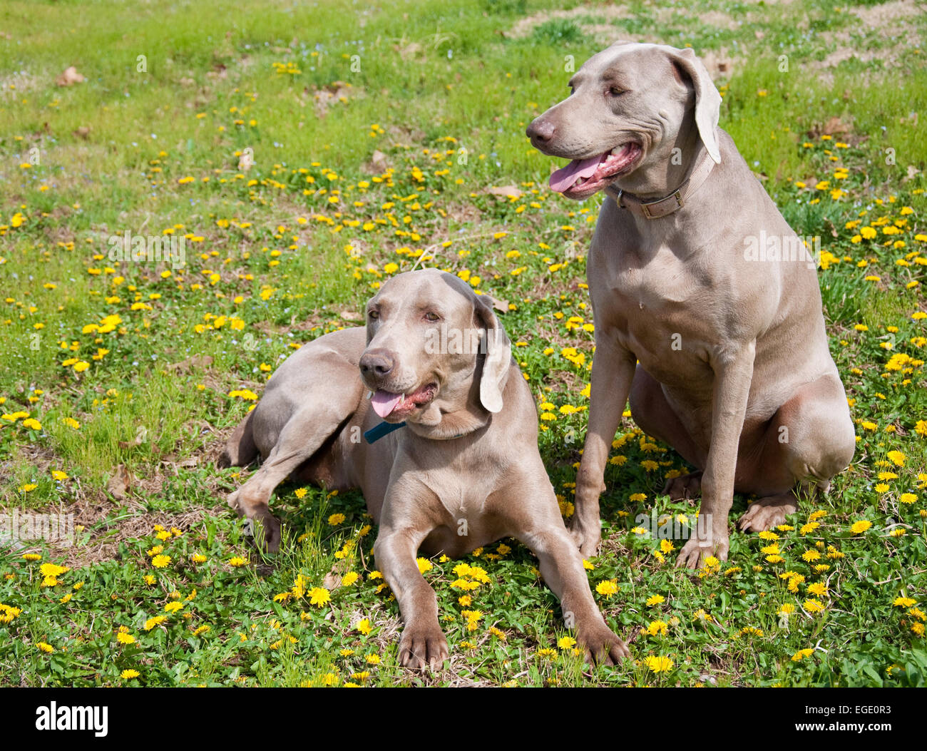 How Fast Is A Weimaraner