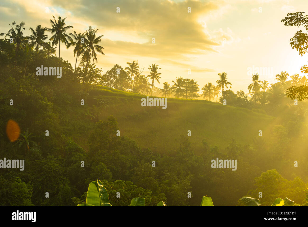 Sun is rising above lush jungle in Bali, Indonesia Stock Photo - Alamy