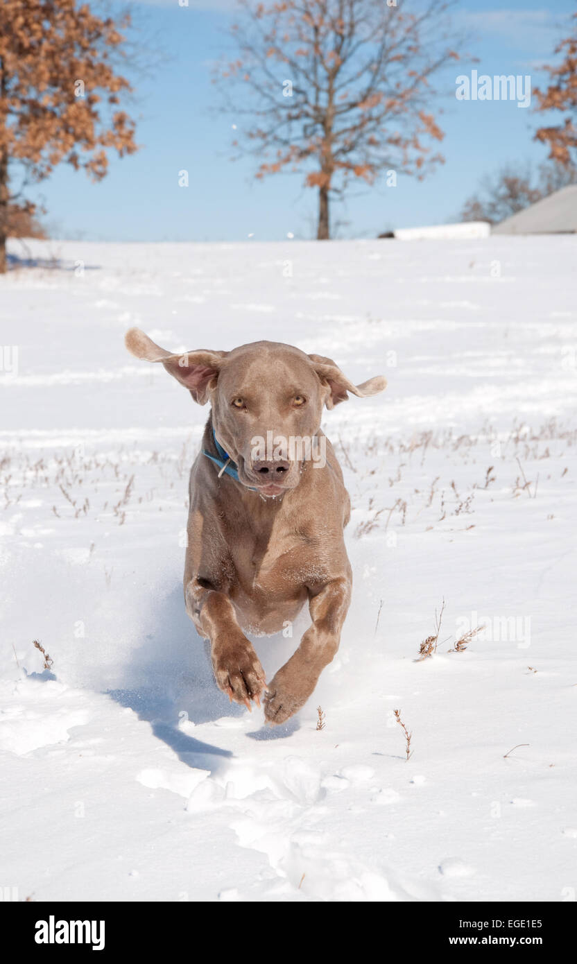 Weimaraner running in snow towards the viewer Stock Photo - Alamy