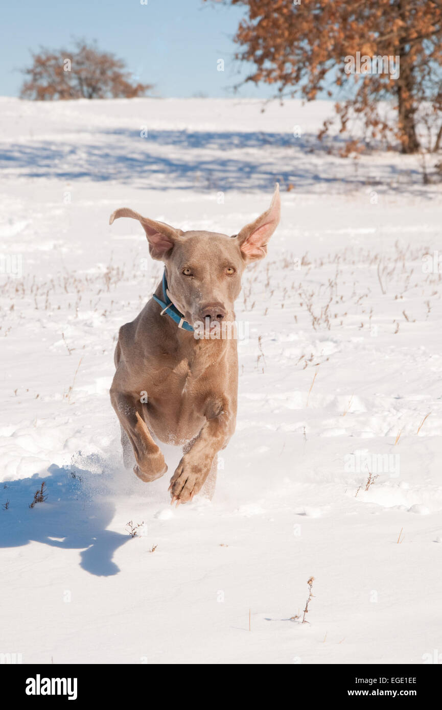 Deep snow towards hi-res stock photography and images - Alamy