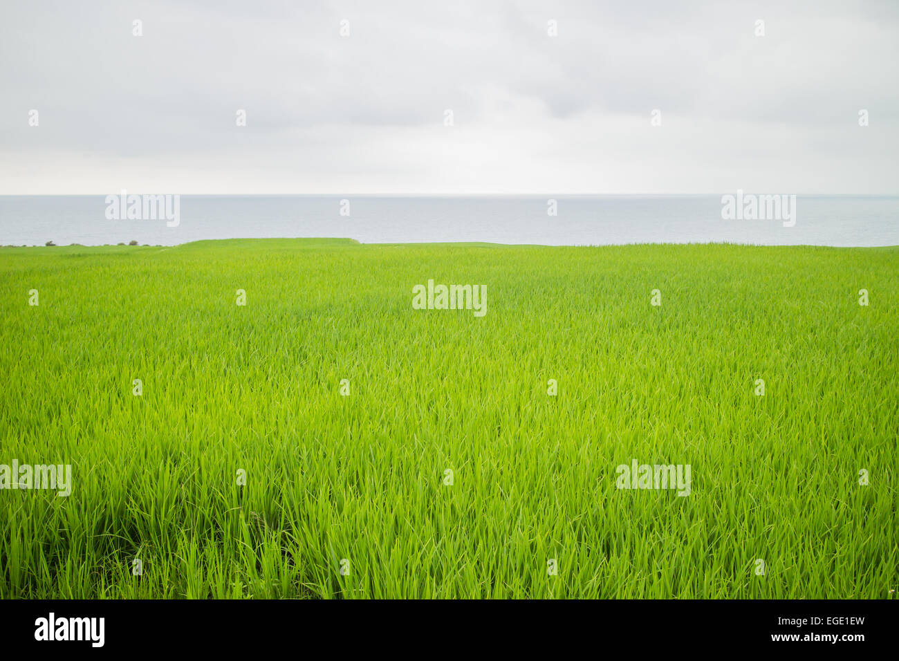 Seaside farm field hi-res stock photography and images - Alamy