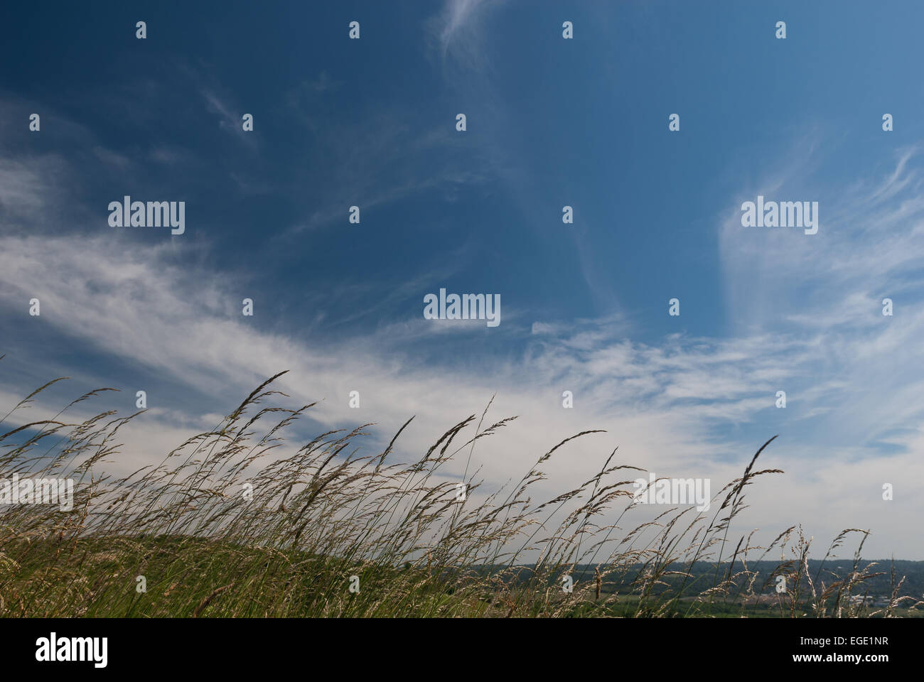 Heads of tall grasses hi-res stock photography and images - Alamy