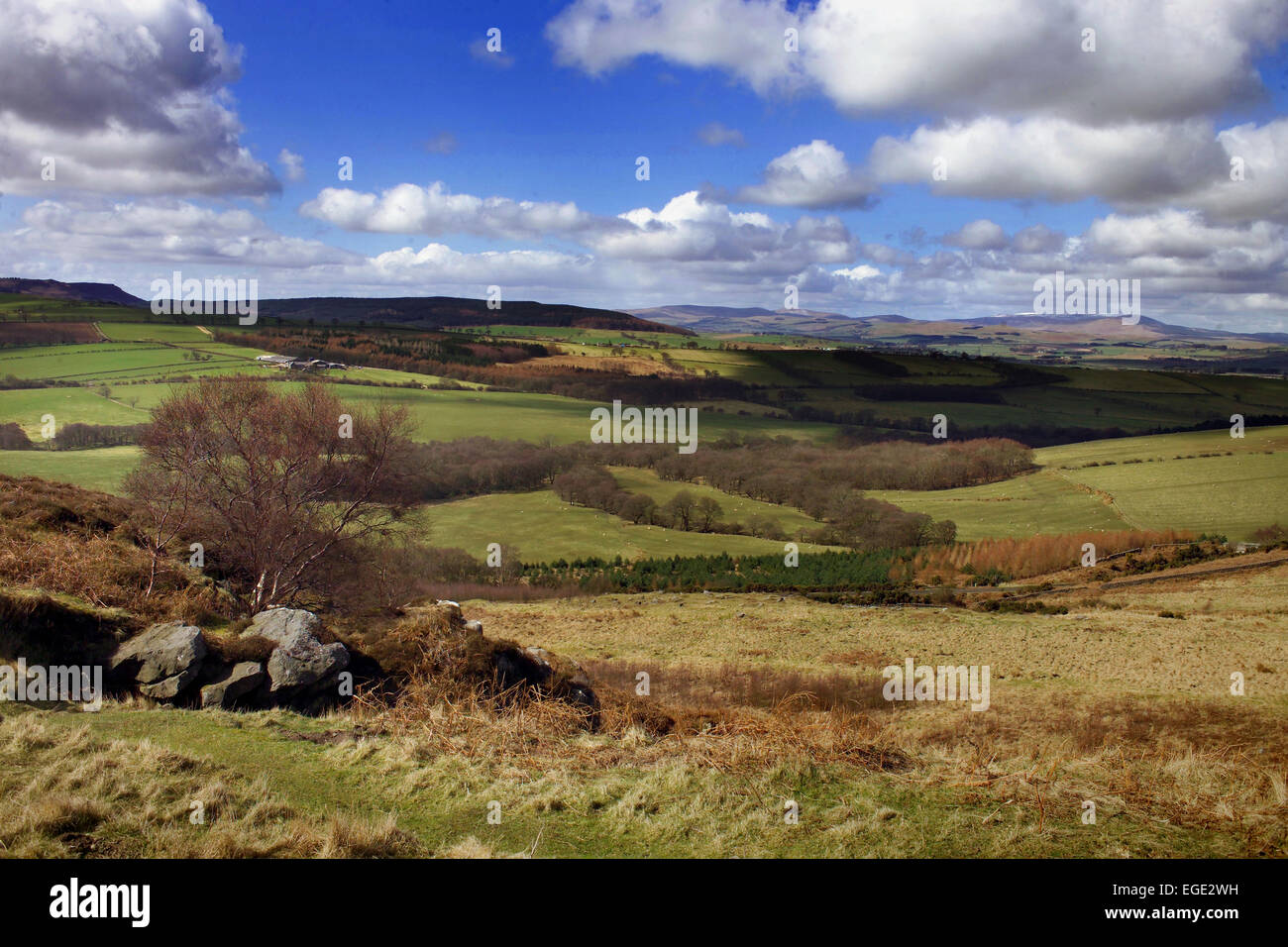 Northumberland landscape near Edlingham, Northumberland Stock Photo - Alamy