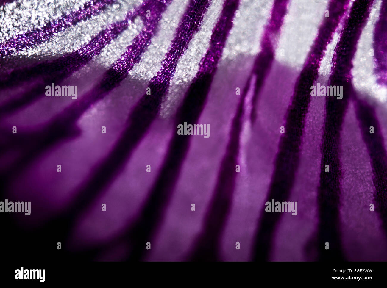 microscopic image of a flower petal Stock Photo - Alamy