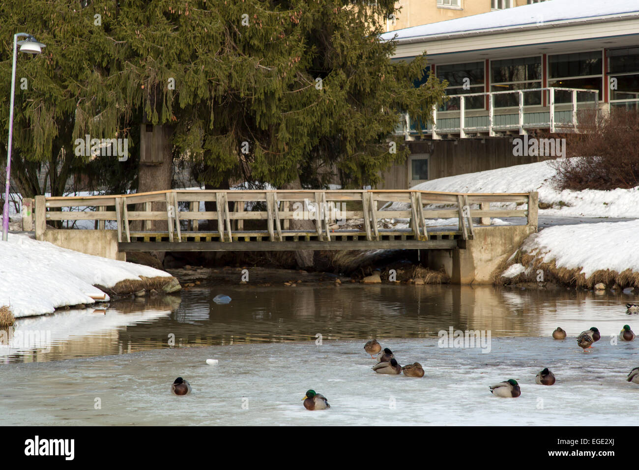 Pond water bridge ducks hi-res stock photography and images - Alamy