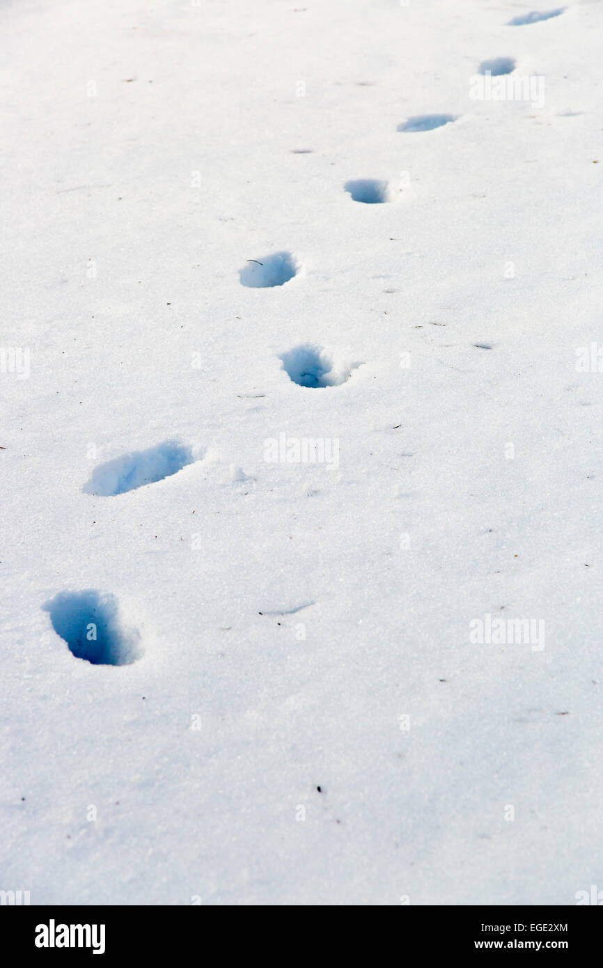 Footsteps in Snow Stock Photo - Alamy