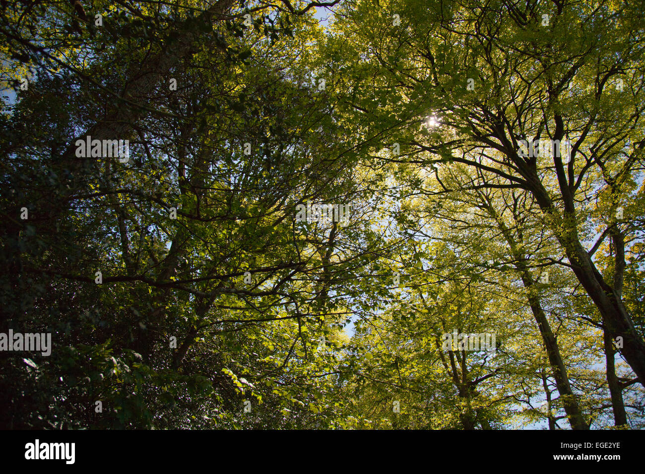 Canopy ecosystem hi-res stock photography and images - Alamy