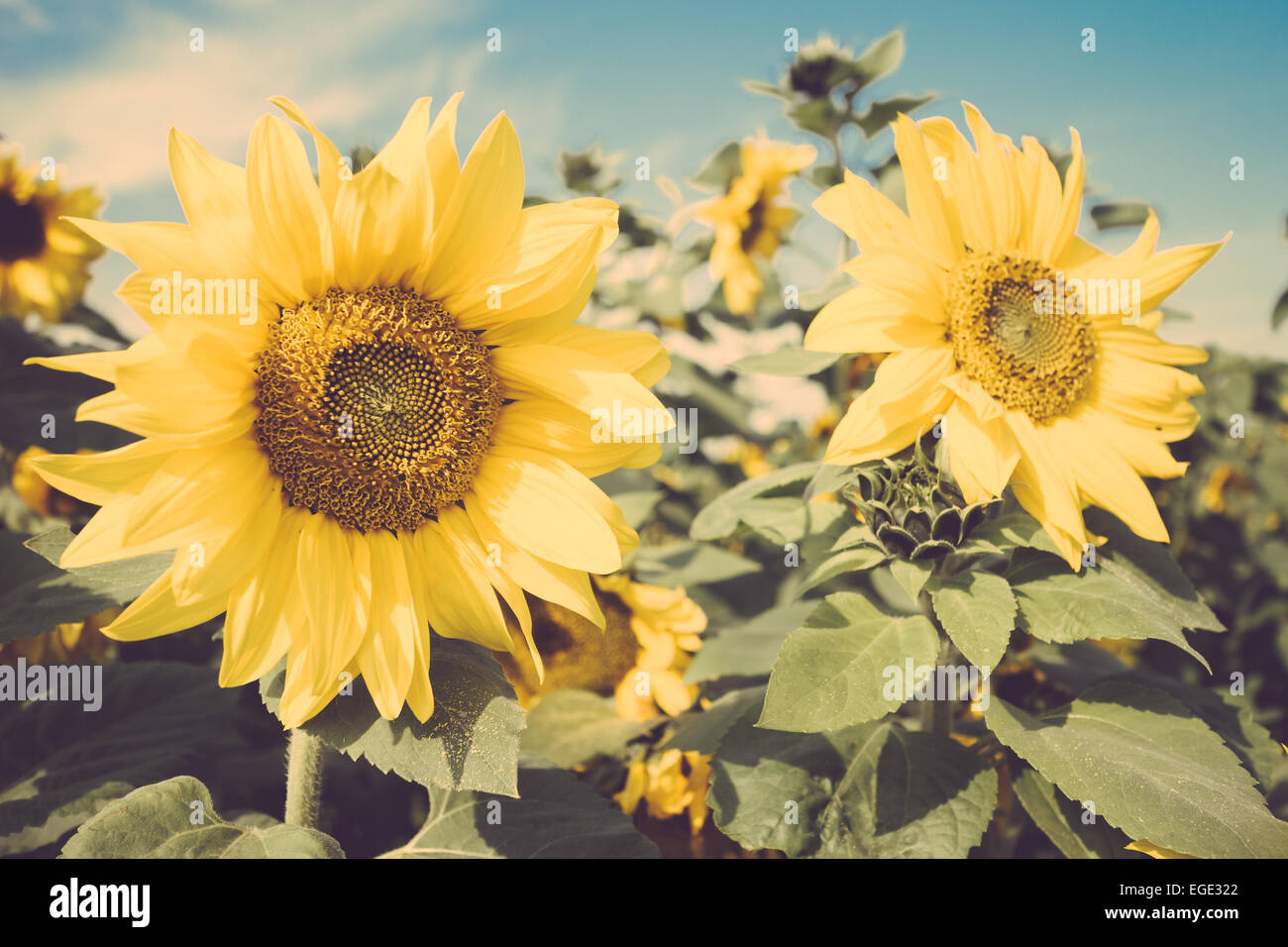 Sunflowers in meadow hi-res stock photography and images - Alamy