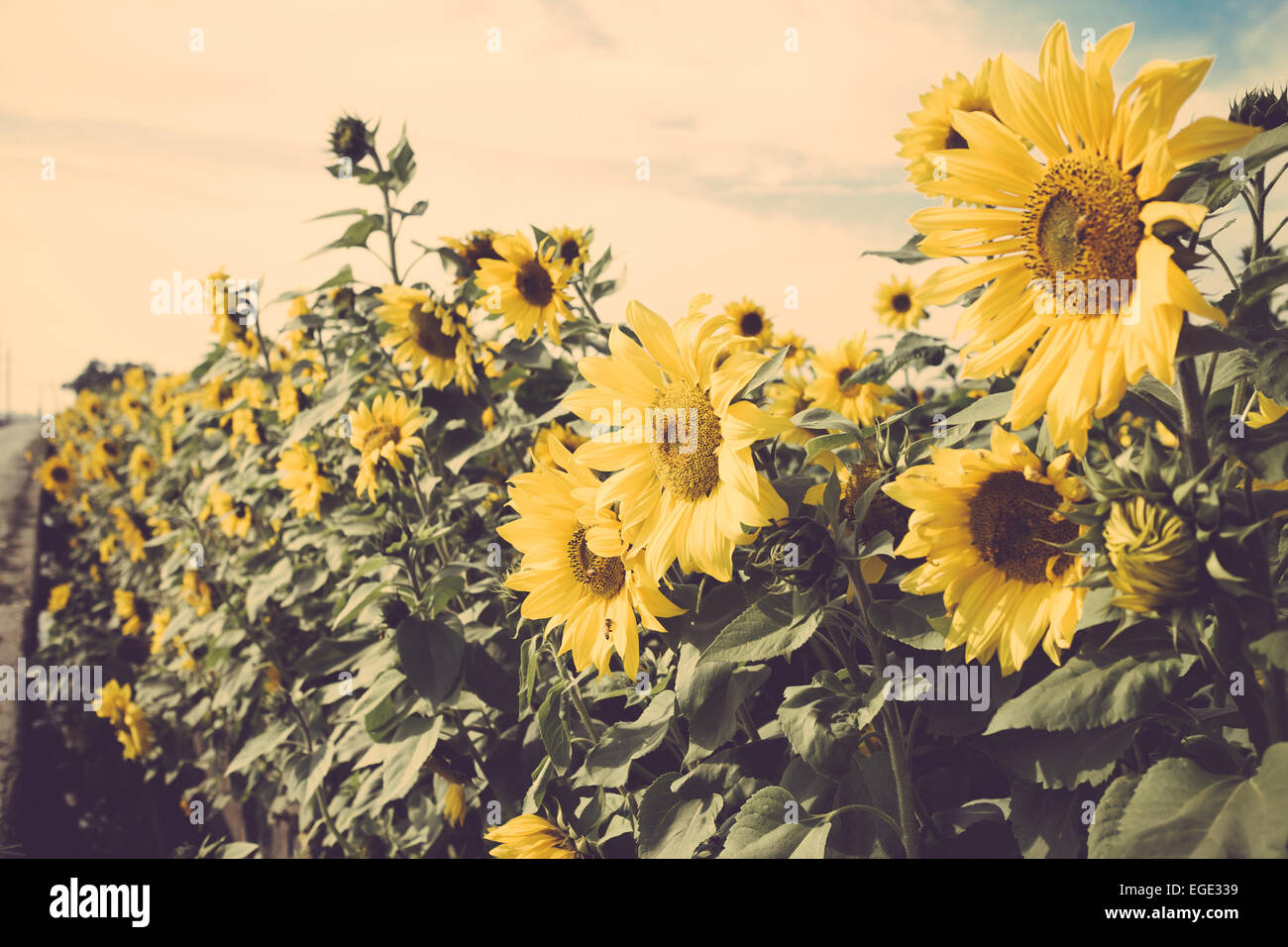 Sunflower flower field hi-res stock photography and images - Alamy