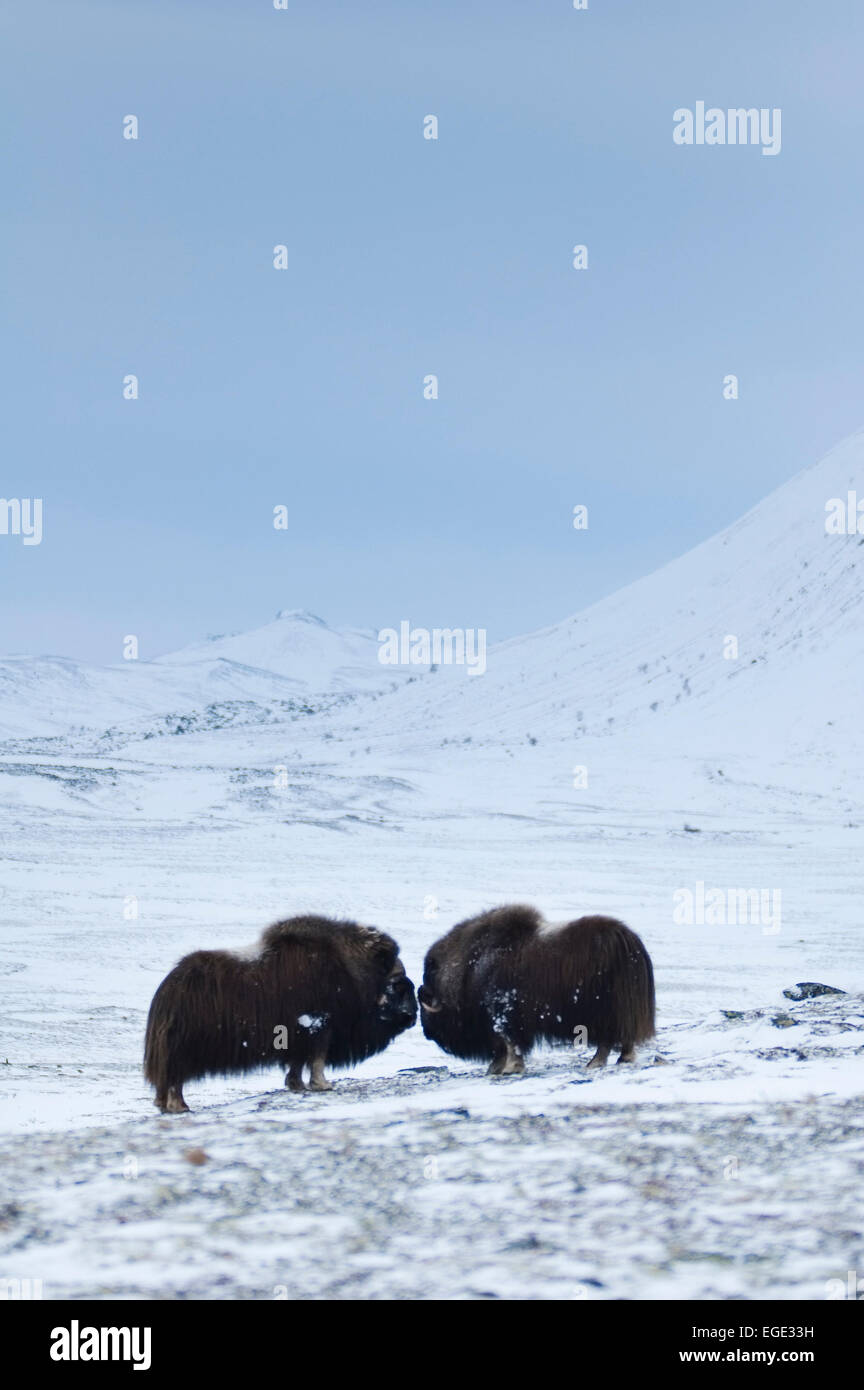 Musk Ox Fighting High Resolution Stock Photography and Images - Alamy