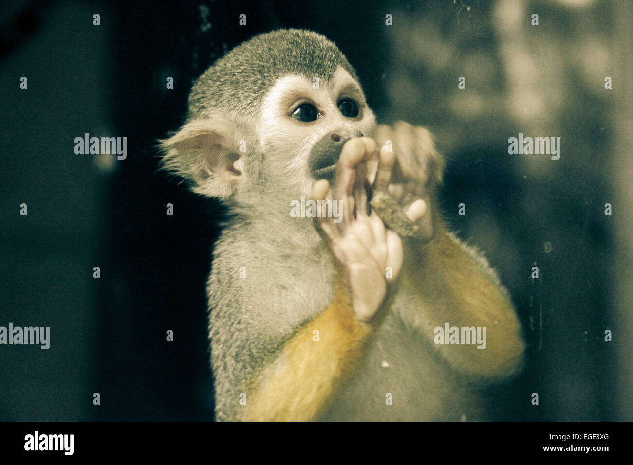 Monkey paw hi-res stock photography and images - Alamy