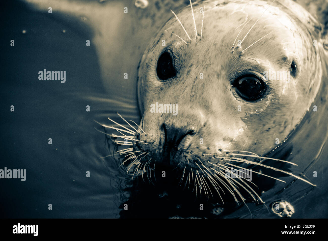 Seals portrait hi-res stock photography and images - Alamy