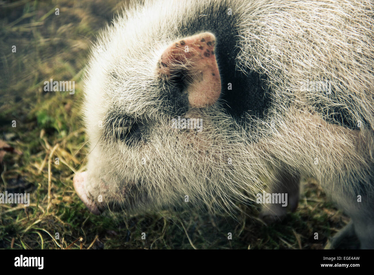 Pig Pig High Resolution Stock Photography and Images - Alamy