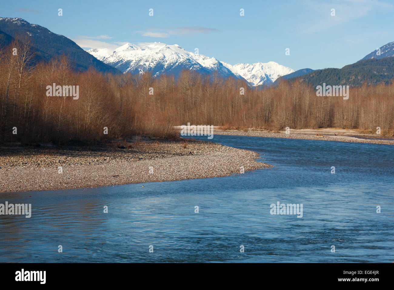 Brackendale eagles provincial park hi-res stock photography and images ...