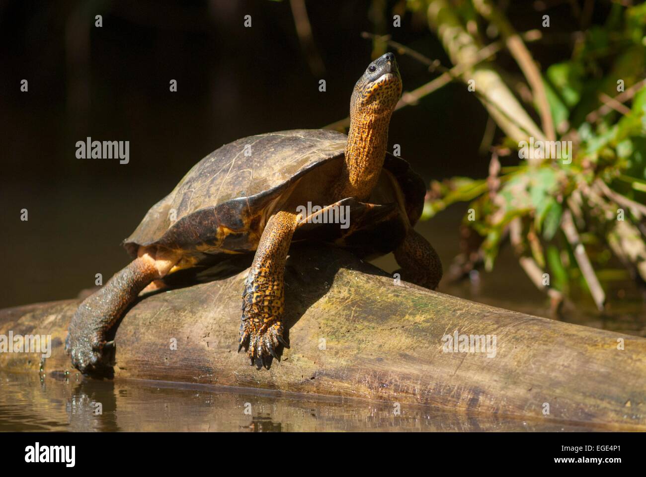 River turtle hi-res stock photography and images - Alamy