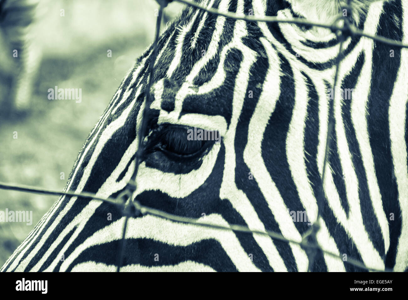 Zebra monochrome hi-res stock photography and images - Alamy