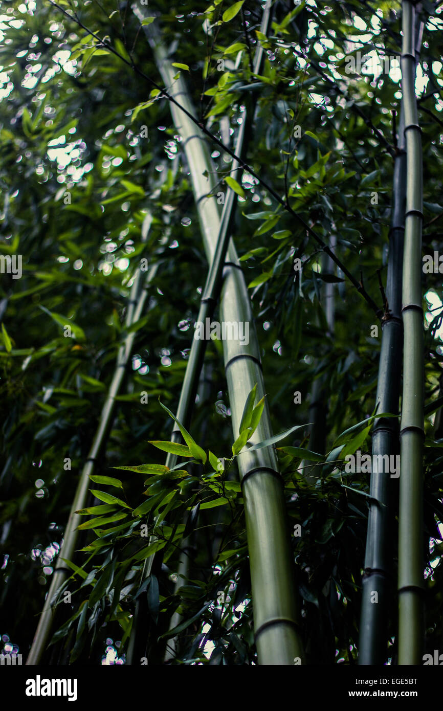 Bamboo nature hi-res stock photography and images - Alamy