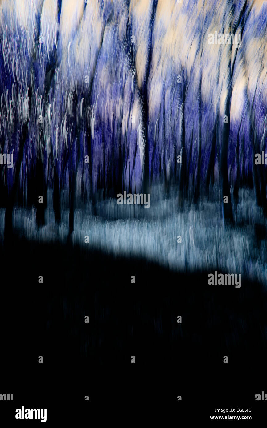 Mauve woodland scene Stock Photo - Alamy
