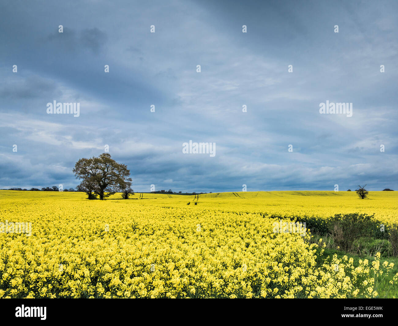 Field of rapeseed hi-res stock photography and images - Alamy