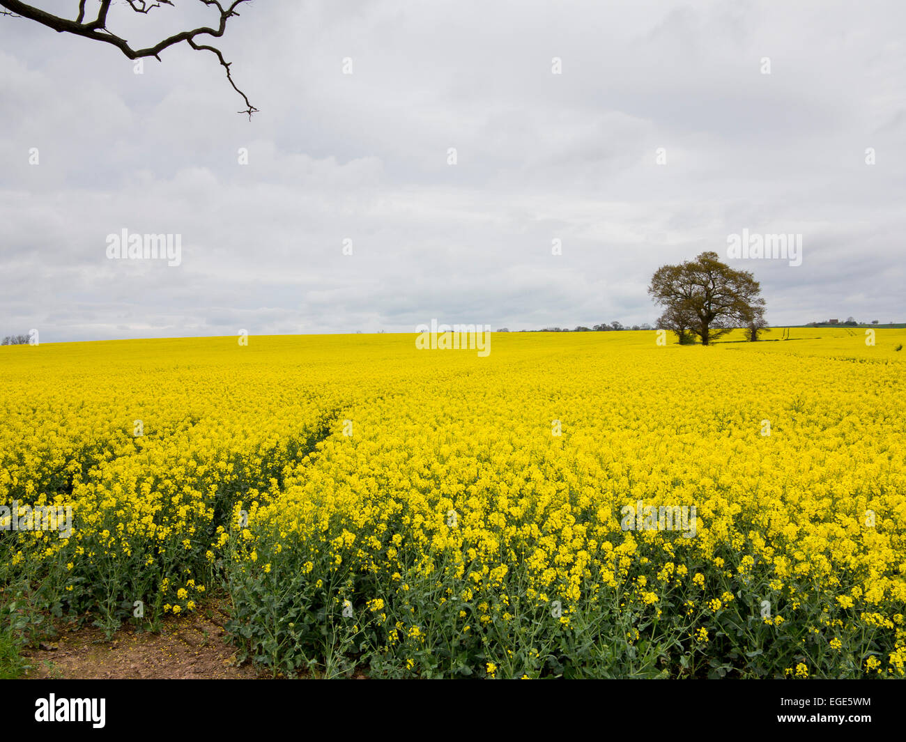 Field of Rapeseed Stock Photo - Alamy
