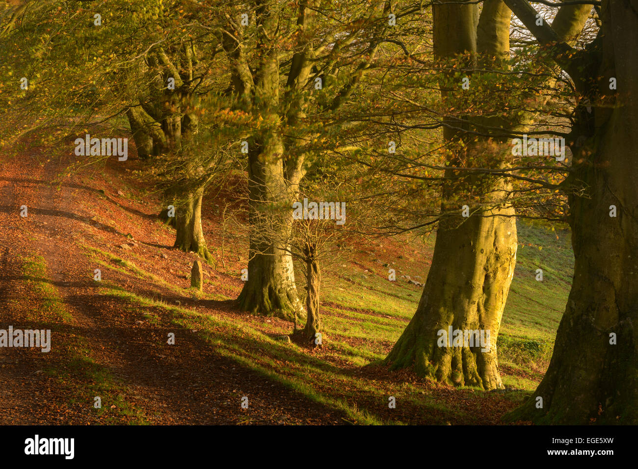 A row of autumnal Beech trees on the drover's track at Draycott ...