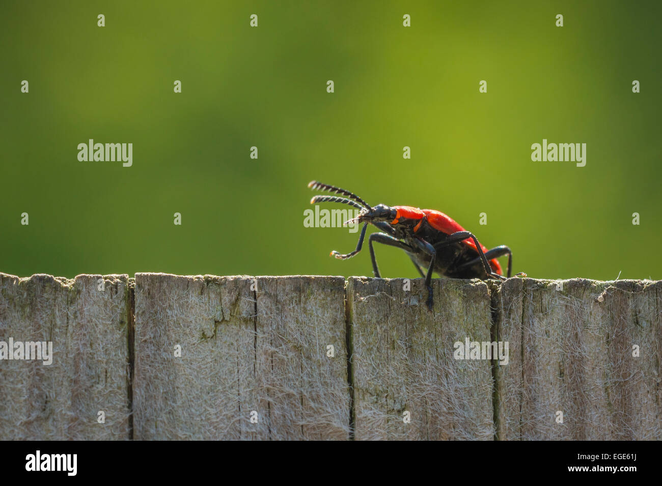 Neighbour fence hi-res stock photography and images - Alamy