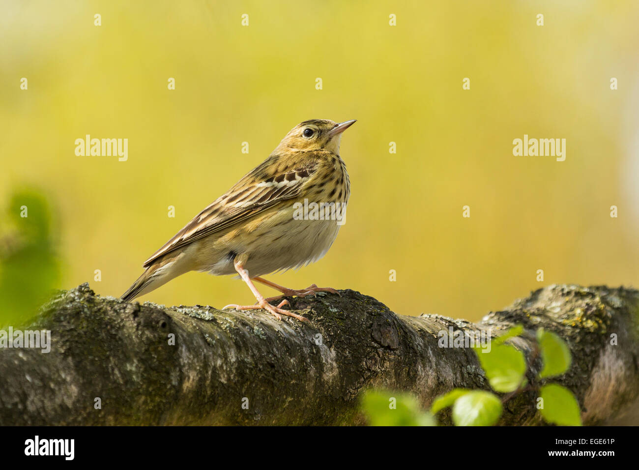 Yellow environment hi-res stock photography and images - Alamy
