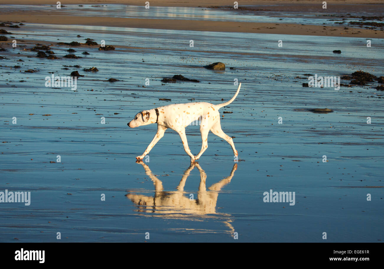 Lemon spotted Dalmatian and his reflection, on a wet beach Stock Photo ...