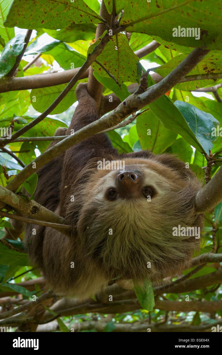 Costa Rica. Caribbean coast, Cahuita, Sloth Sanctuary, two-toed sloth ...
