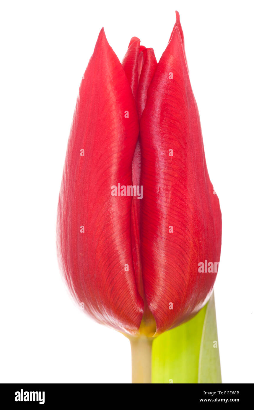 single red tulip flower cutout Stock Photo - Alamy