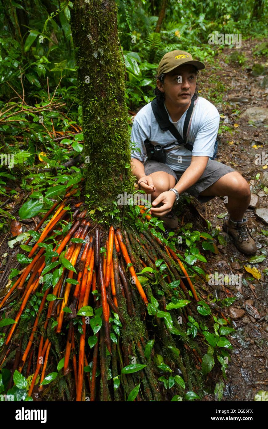 Costa Rica. Tenorio, National park Volcan Tenorio, // Costa Rica ...