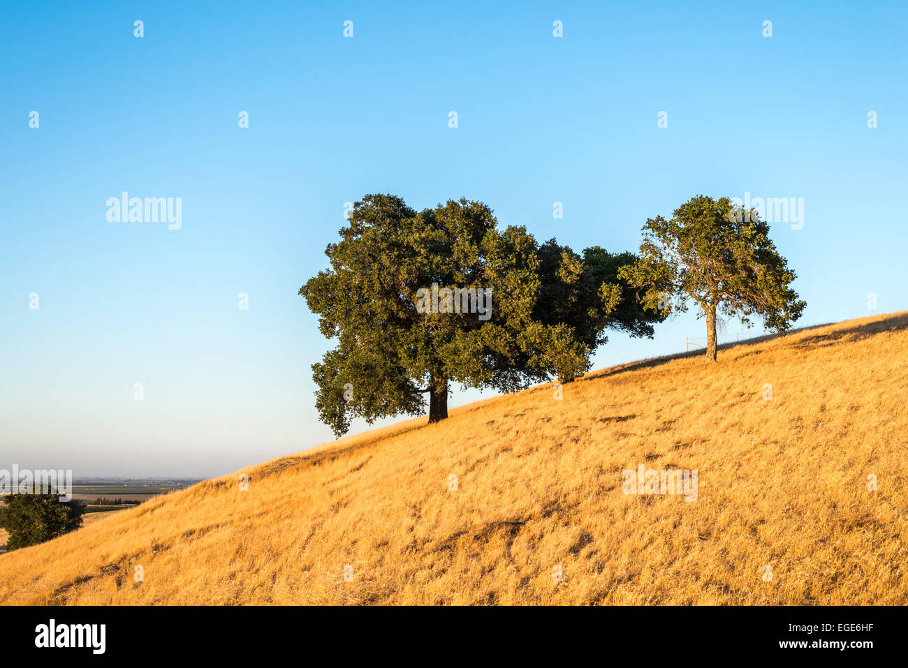 Oak trees on a hillside Stock Photo - Alamy