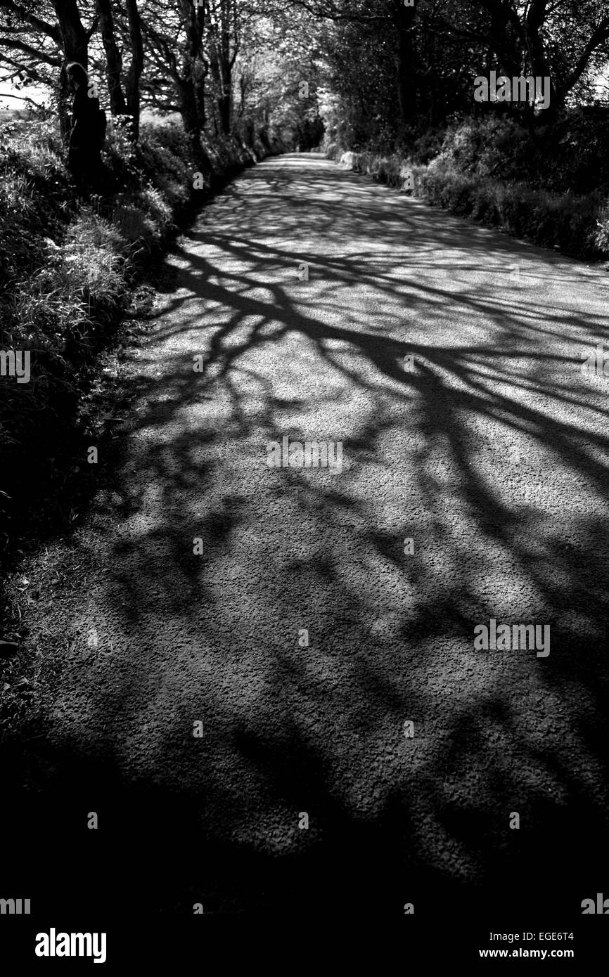 Tree shadows, uk hi-res stock photography and images - Alamy