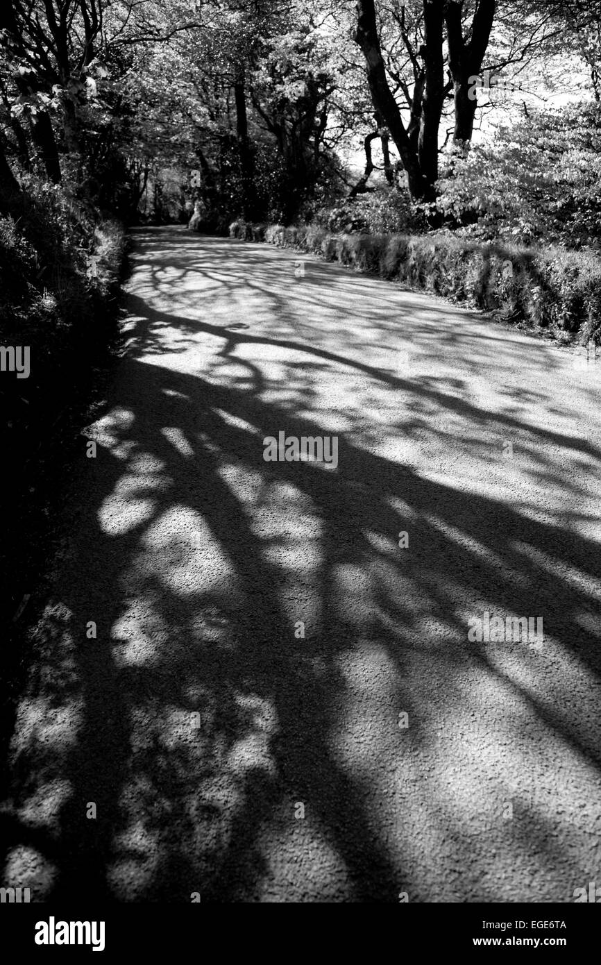 Tree shadows, uk hi-res stock photography and images - Alamy