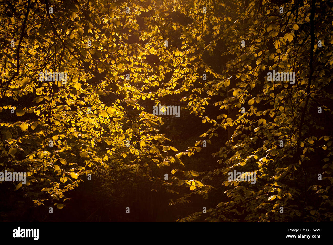 Lit forest hi-res stock photography and images - Alamy