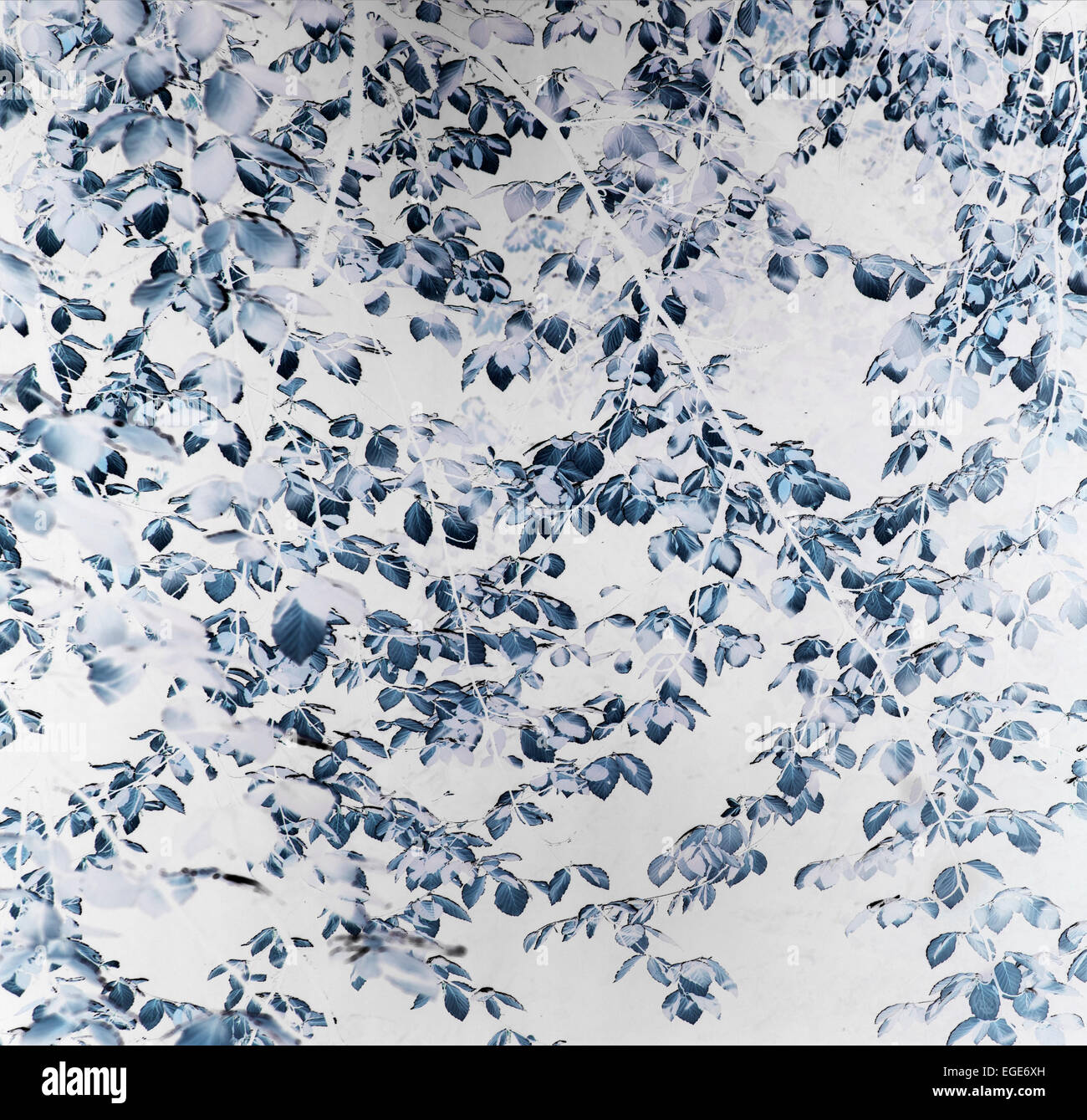 Blue tree canopy illustration Stock Photo - Alamy