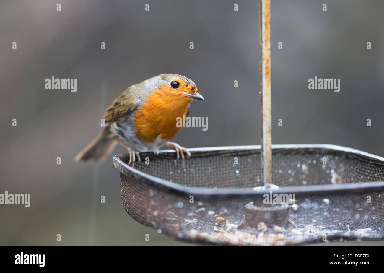 robin wet in rain on feeder Stock Photo - Alamy
