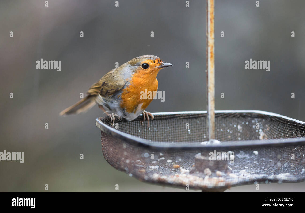 robin wet in rain on feeder Stock Photo - Alamy