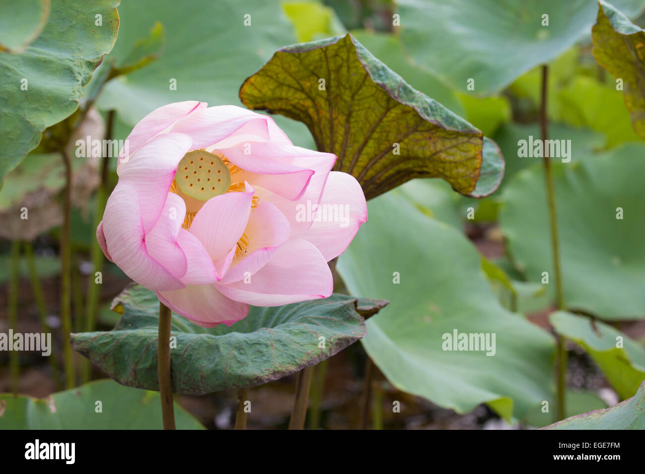 Lotus stalk hi-res stock photography and images - Alamy