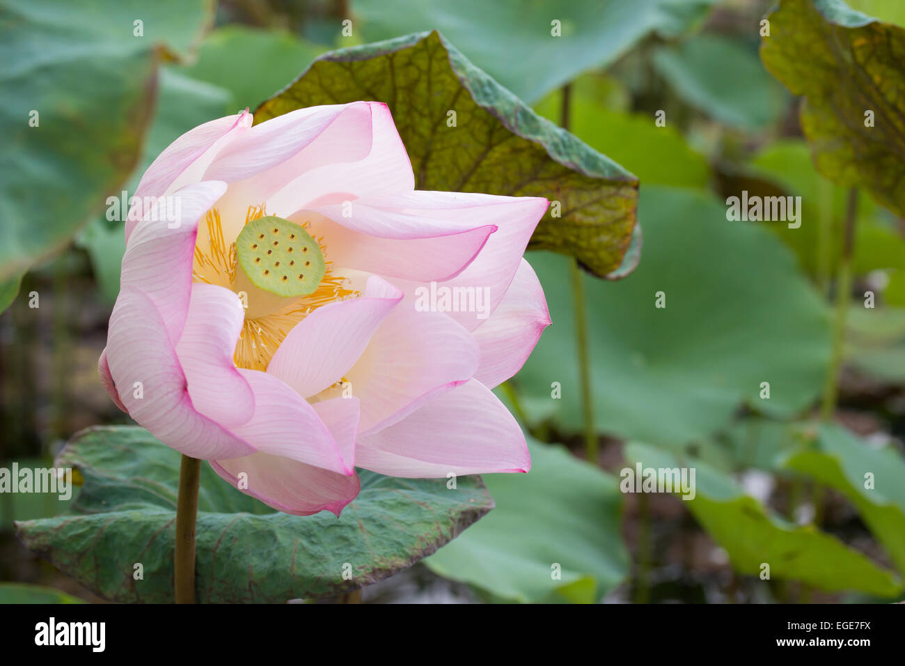 Lotus stalk hi-res stock photography and images - Alamy