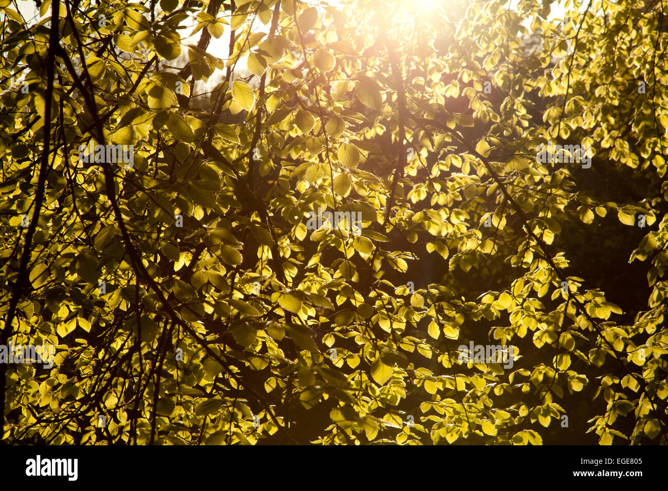Light Shining Through Beech Leaves High Resolution Stock Photography ...