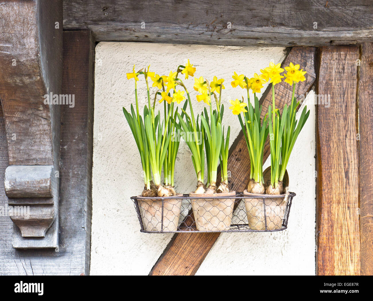Haning plants hi-res stock photography and images - Alamy