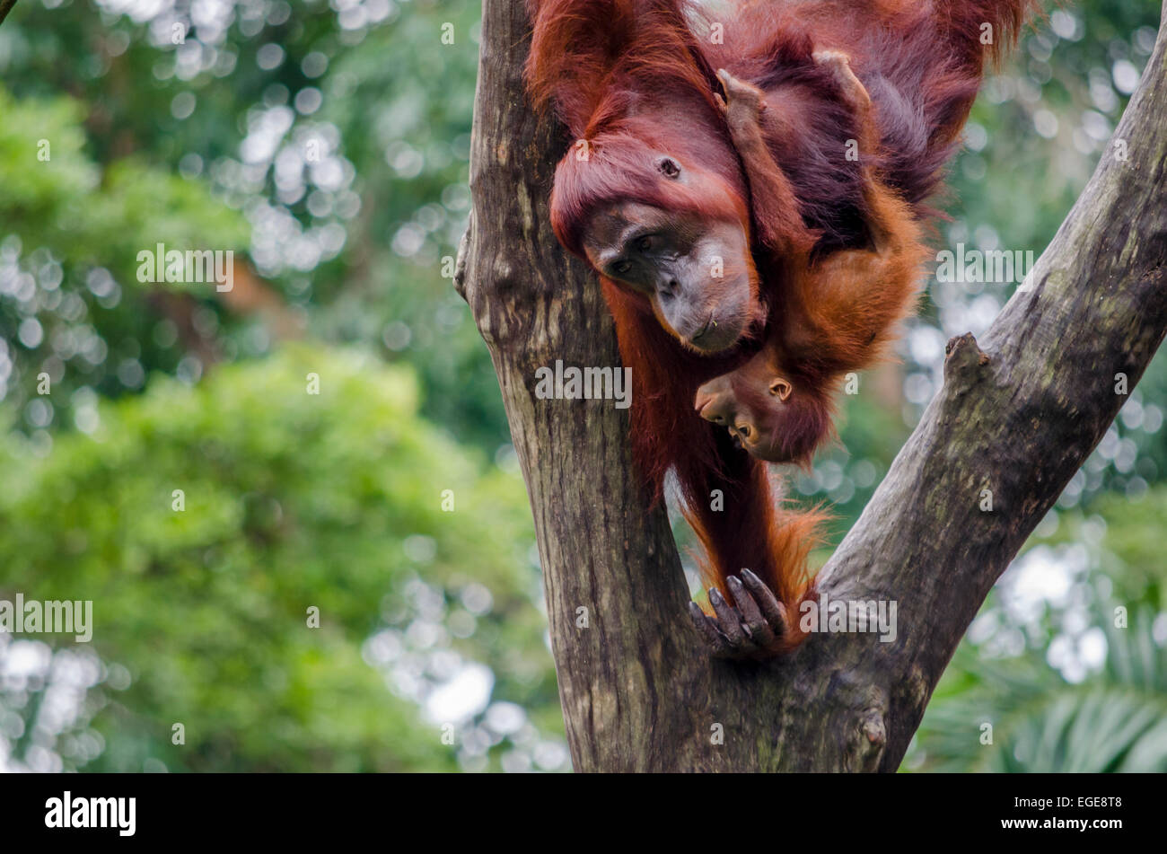 Baby orangutan cuddling hi-res stock photography and images - Alamy