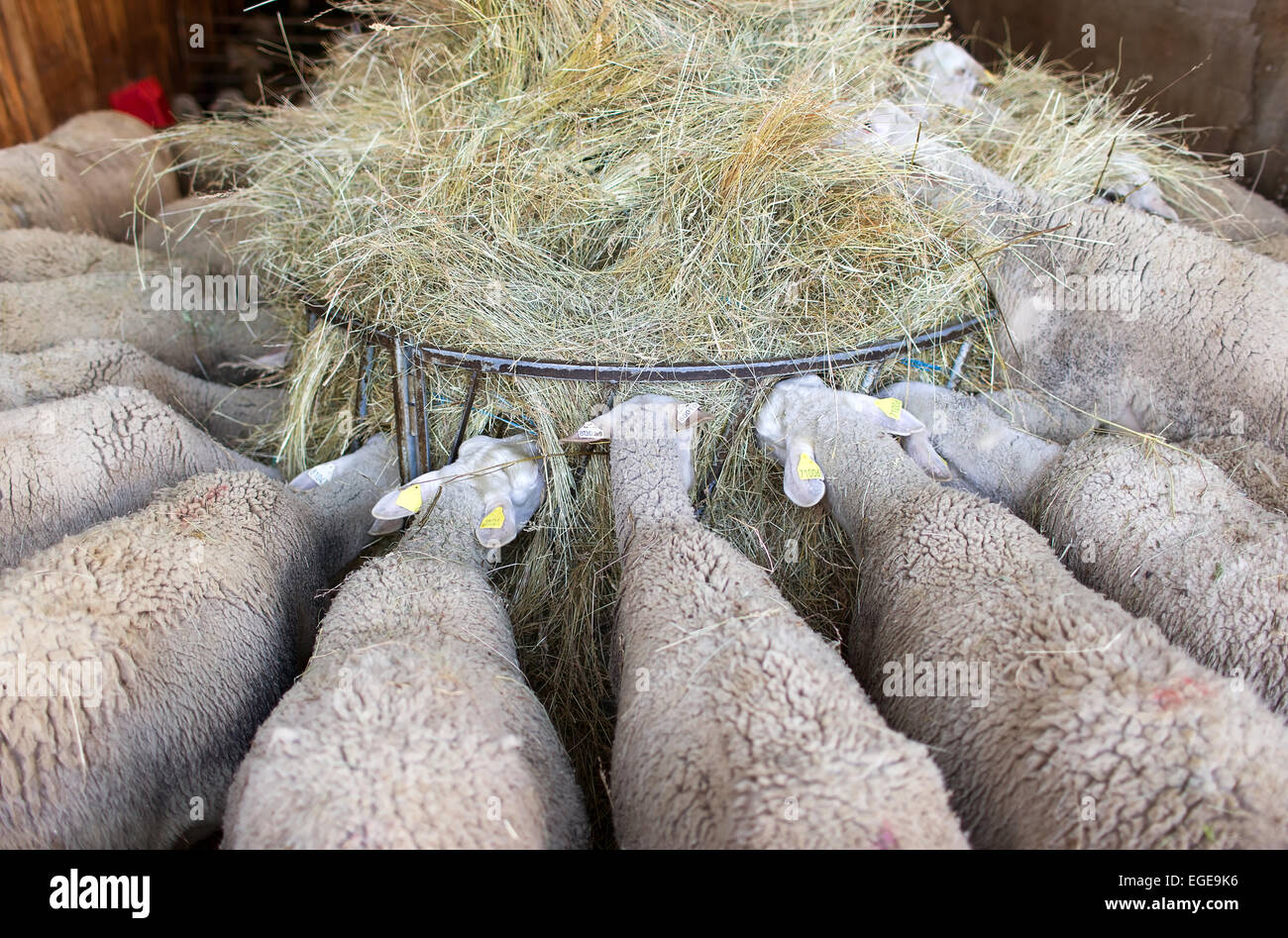 sheep have dinner Stock Photo - Alamy