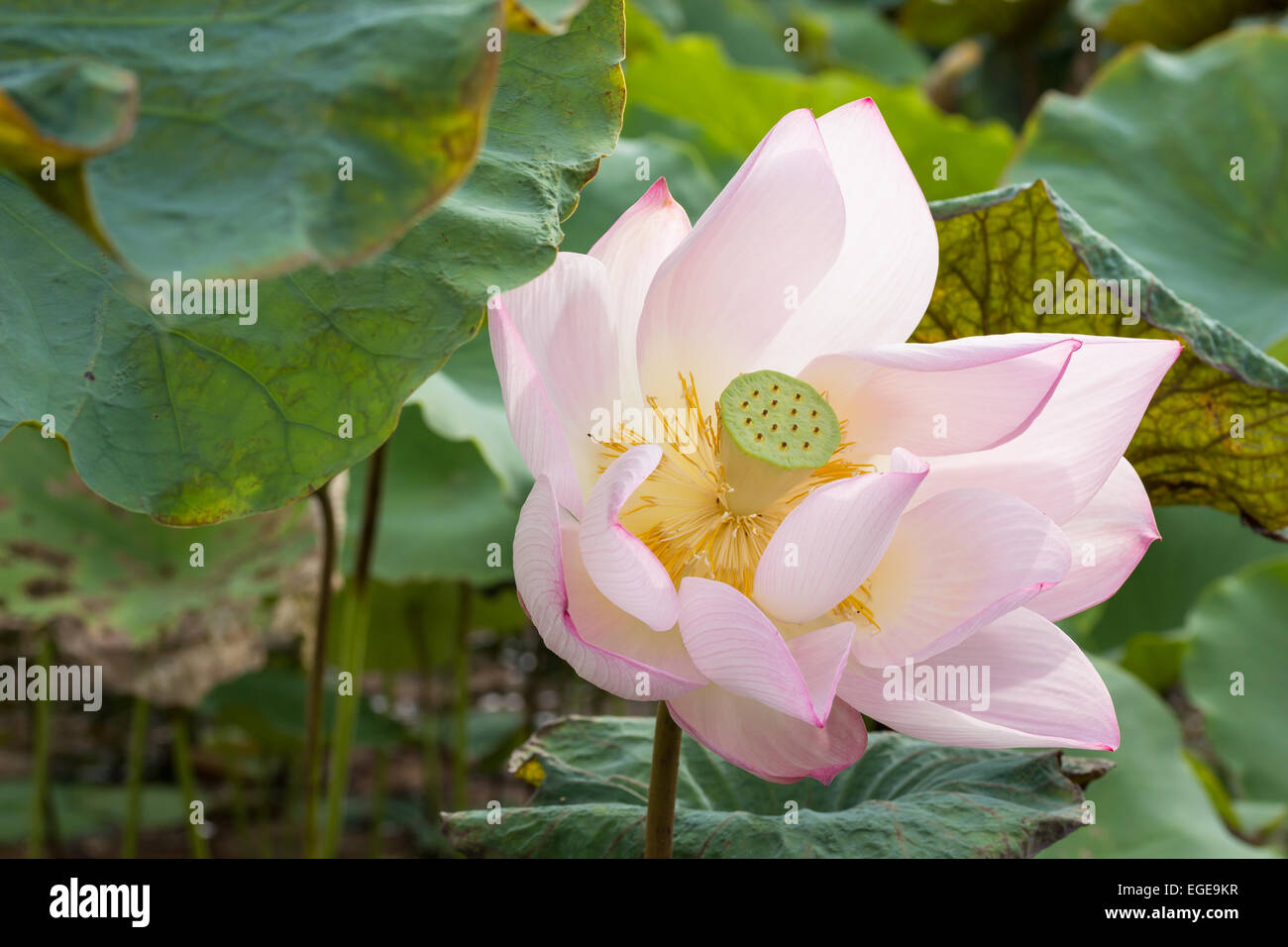 Lotus stalk hi-res stock photography and images - Alamy