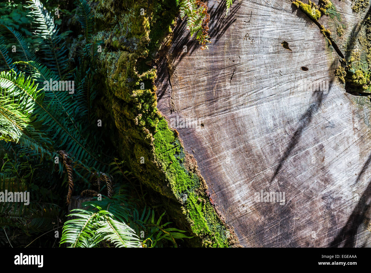 Close up of a sawed off tree trunk Stock Photo - Alamy