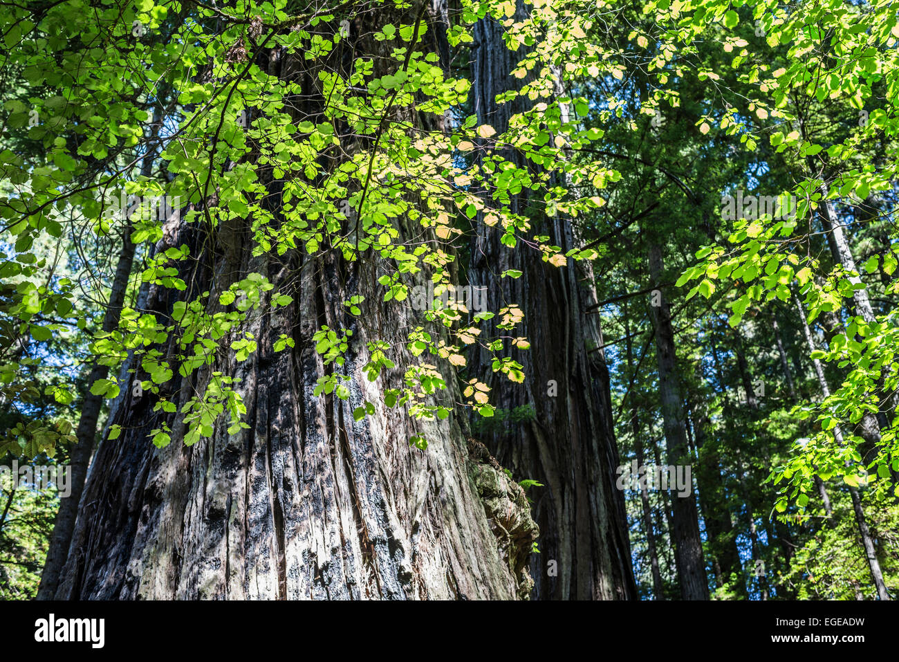 California State Tree Leaf